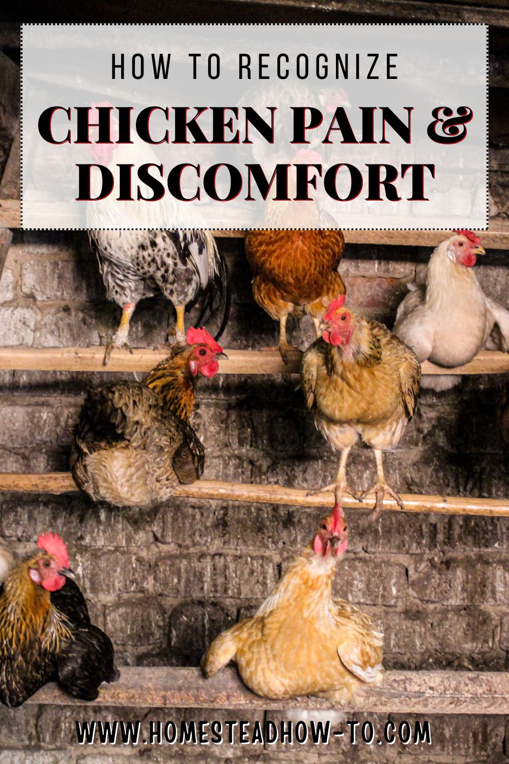 How To Recognize Pain And Discomfort In Chickens