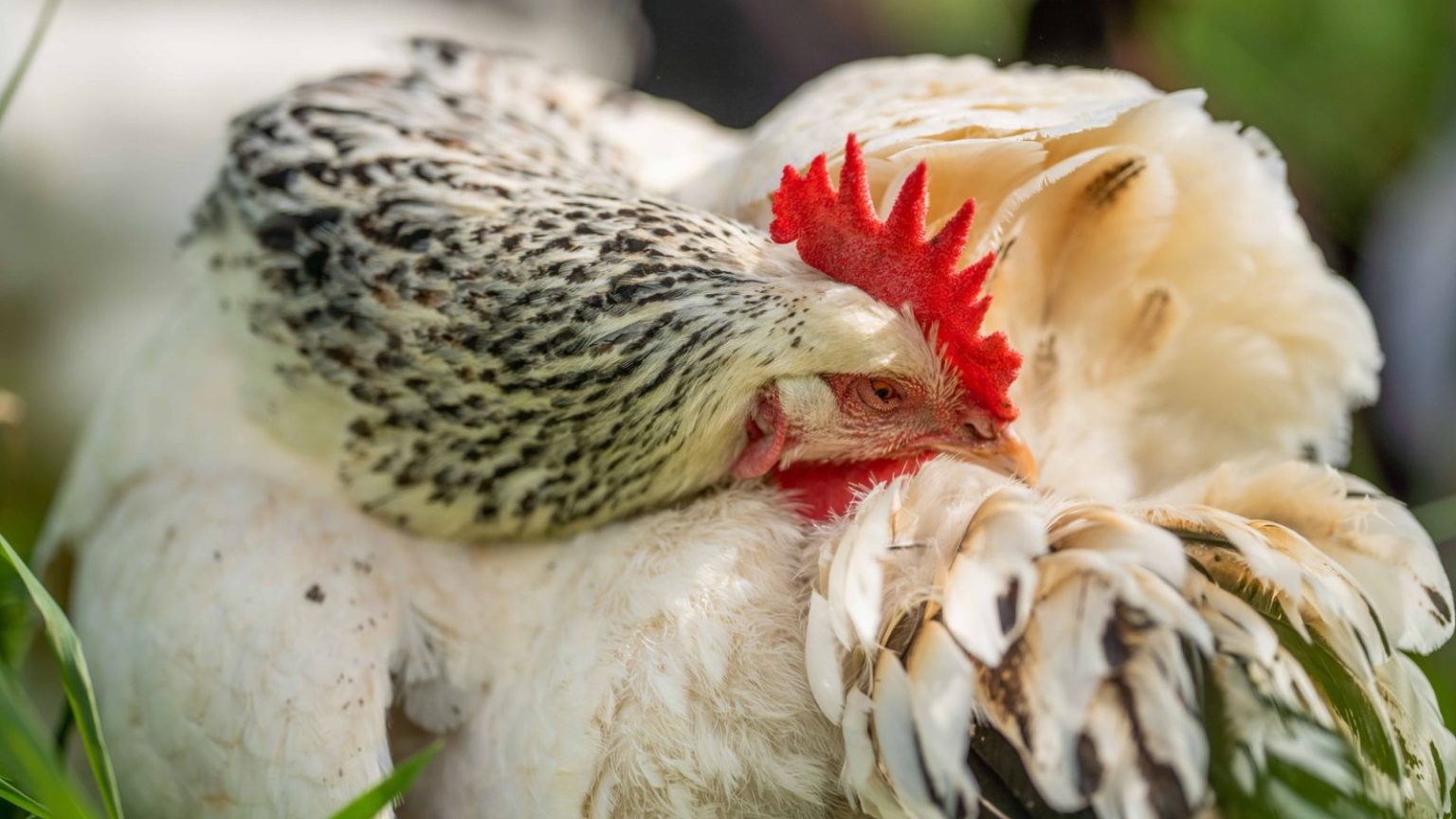 How Do Chickens Get Pregnant? All About Chicken Pregnancy