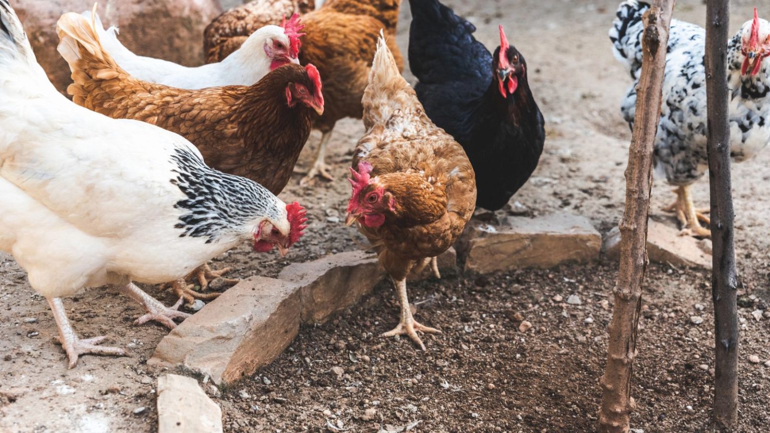 Common Sick Chicken Symptoms And Treatments