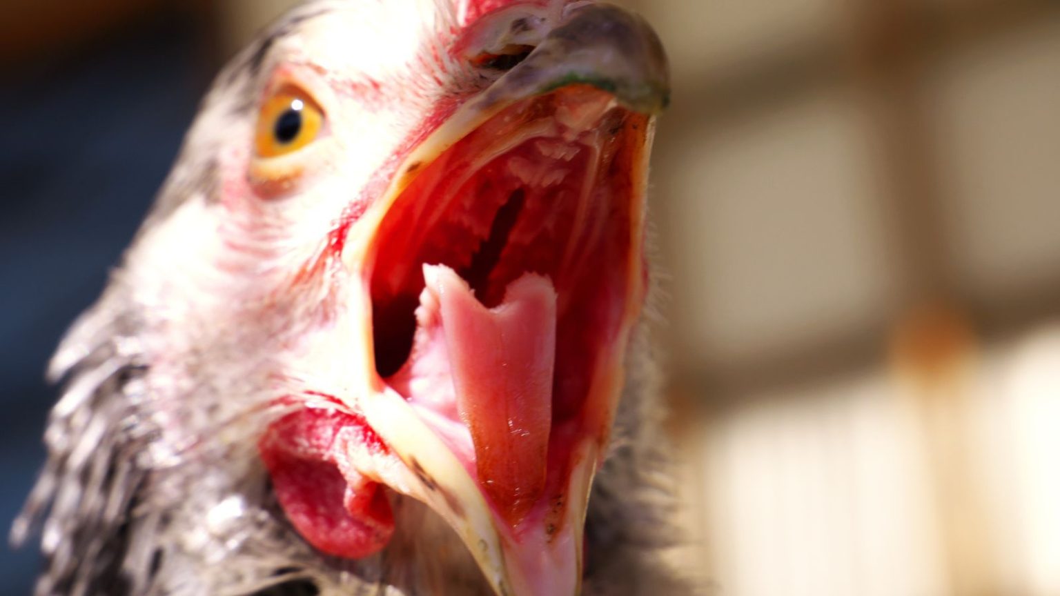 Chicken Shaking It’s Head? Reasons Why Chickens Shake Their Heads