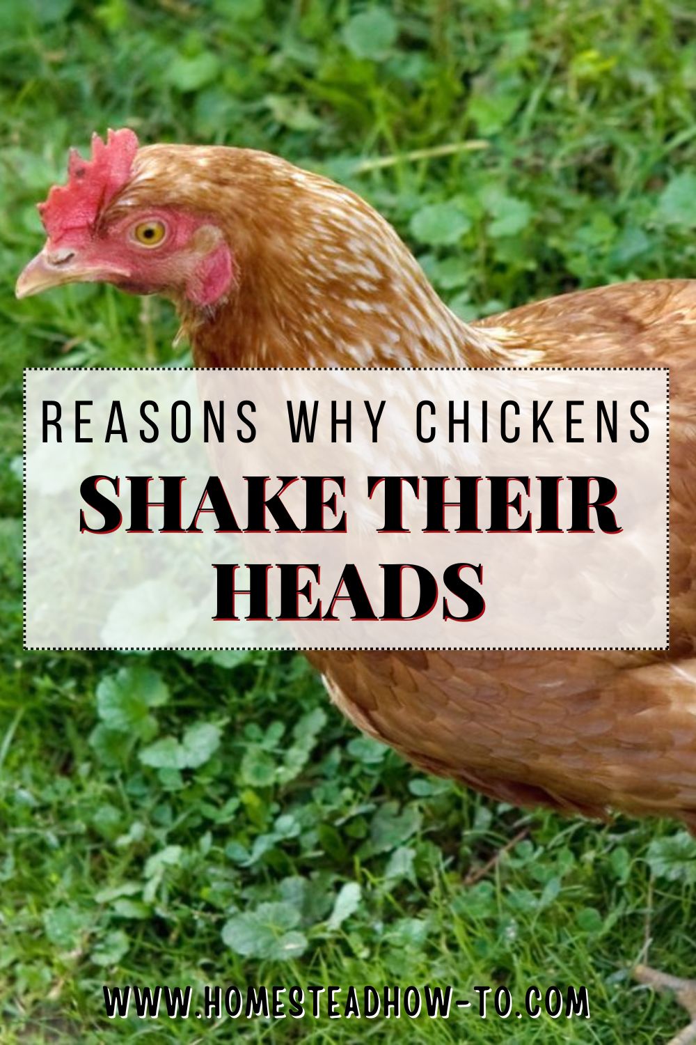 Chicken Shaking It’s Head? Reasons Why Chickens Shake Their Heads
