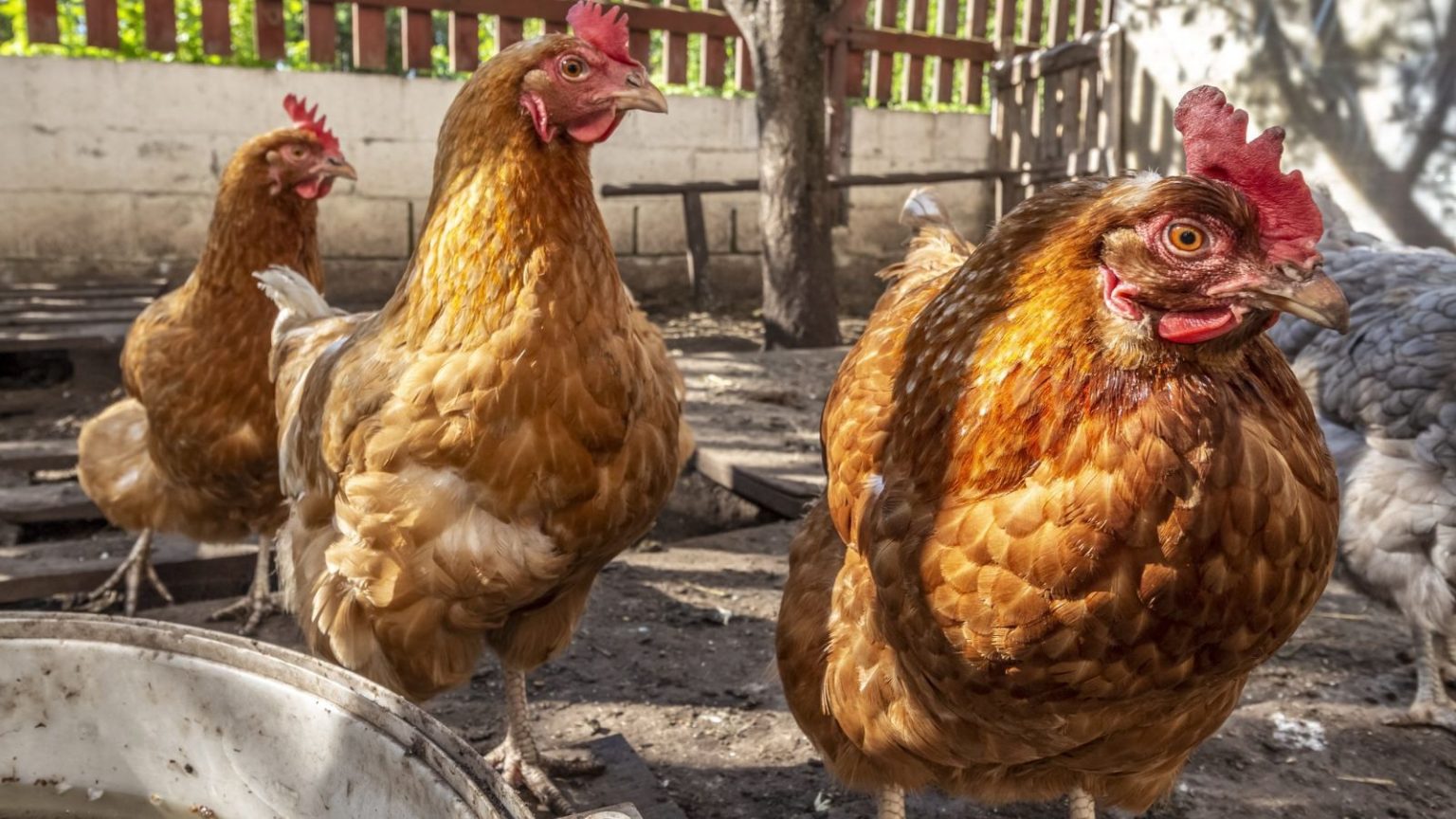 What’s That Cluck? 15 Chicken Sounds Every Keeper Should Recognize