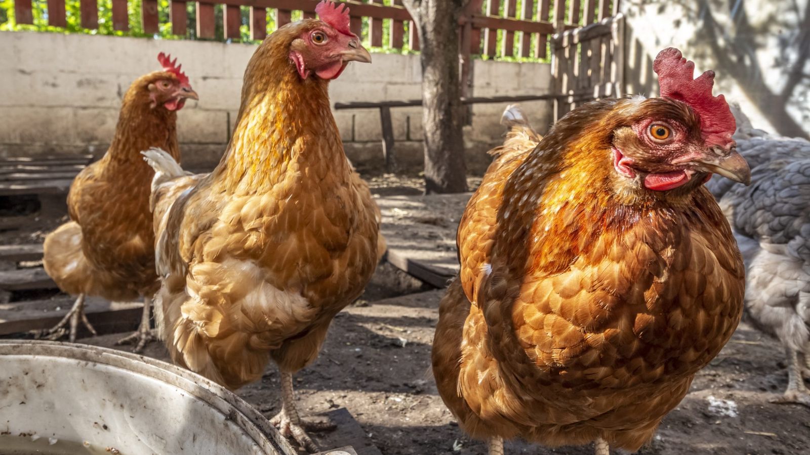 How Do Chickens Get Pregnant? All About Chicken Pregnancy