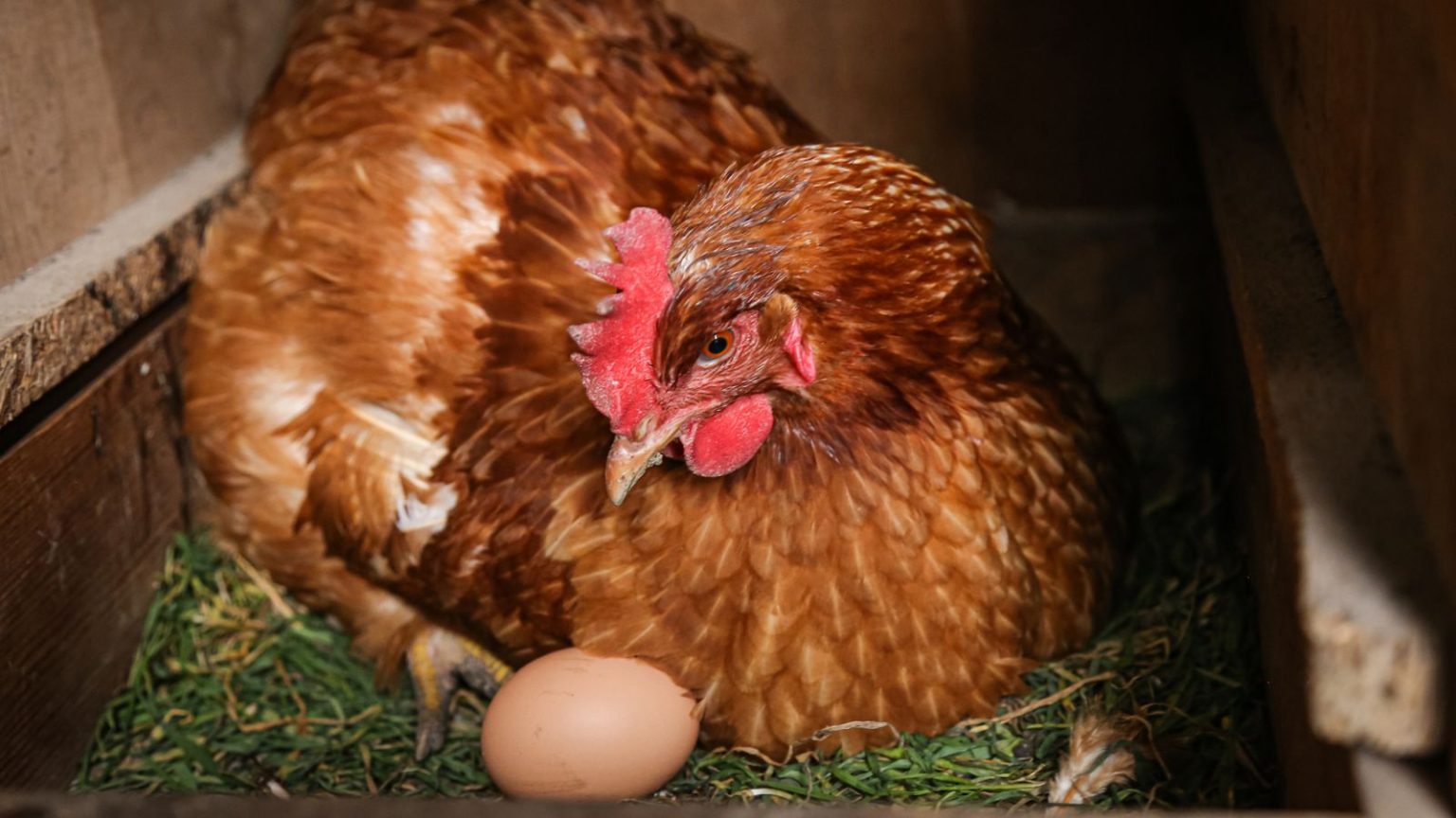 How To Handle A Broody Hen