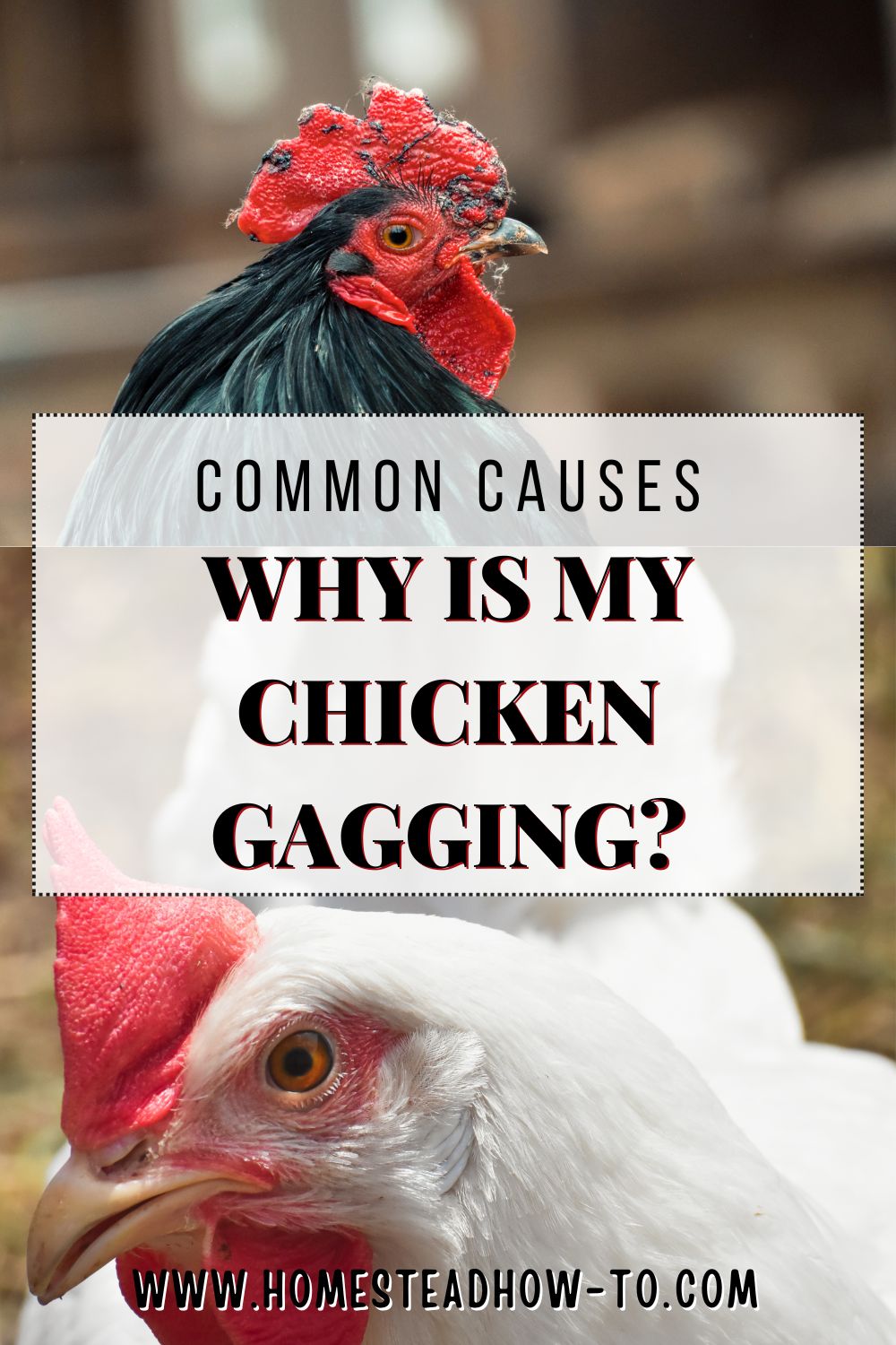 Why Is My Chicken Gagging? Common Causes And What To Watch For