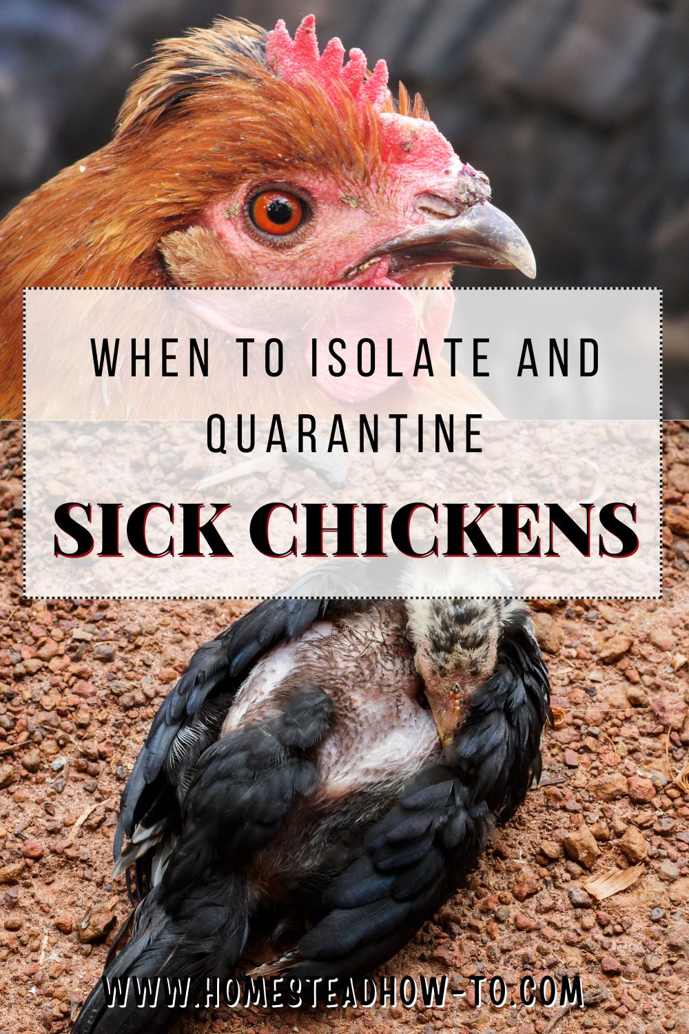 When To Isolate And Quarantine Sick Chickens To Protect Your Entire Flock