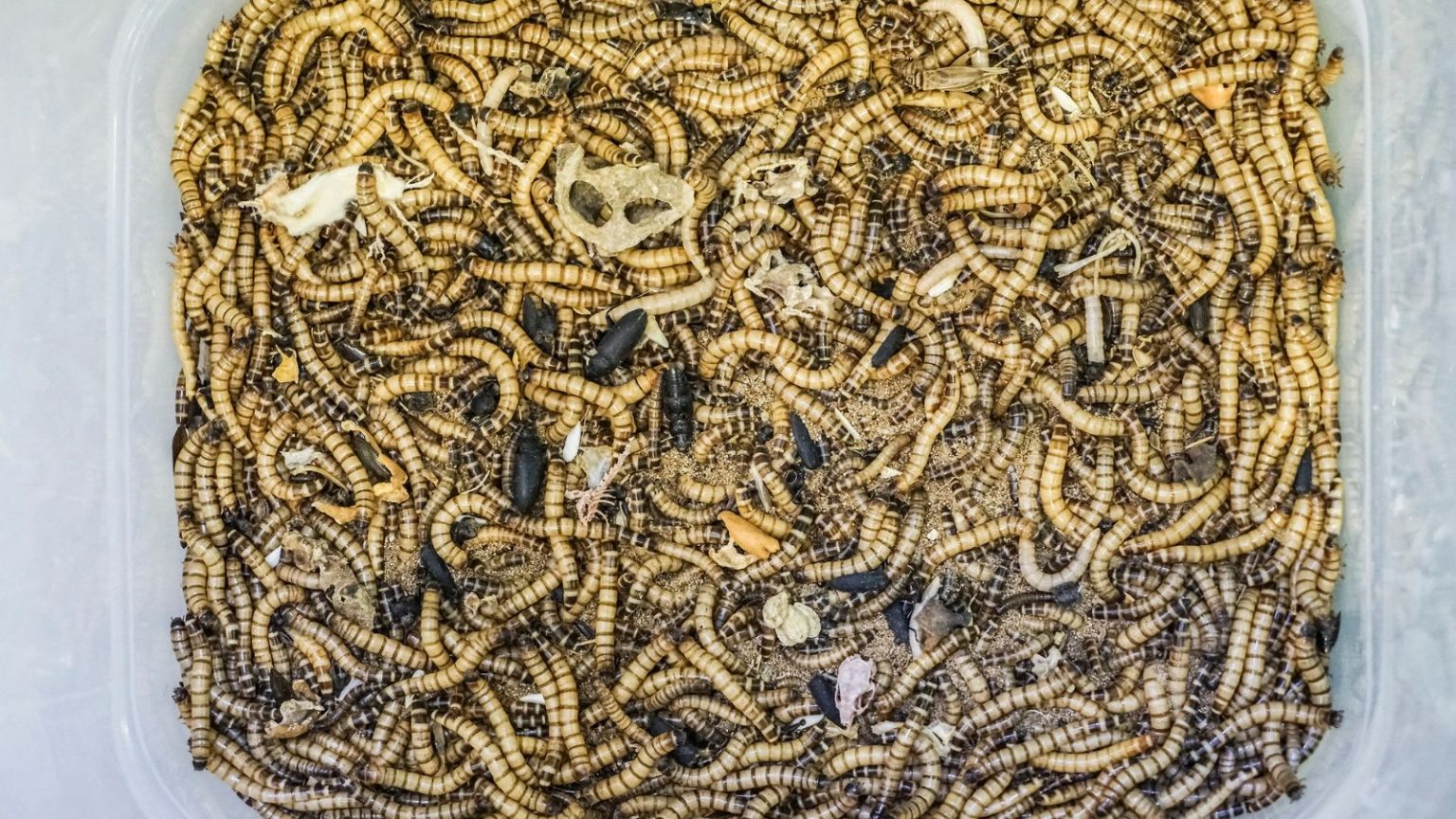 How To Breed And Raise Mealworms For Chicken Feed