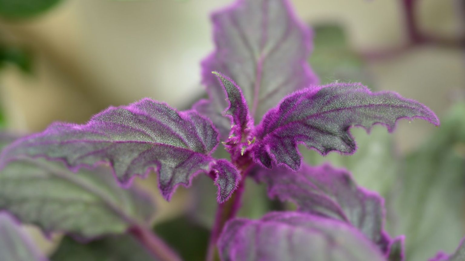 18 Deep Purple Plants That Will Add Bold Drama To Your Garden