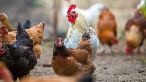 Chicken Shaking It’s Head? Reasons Why Chickens Shake Their Heads