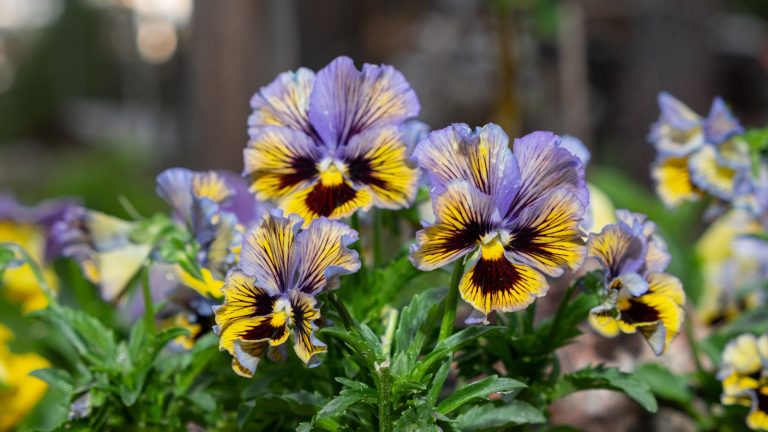 12 Stunning Plants That Bloom In Winter For A Colorful Cold Weather Garden