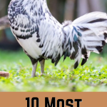 10 Most Expensive Chicken Breeds In The World
