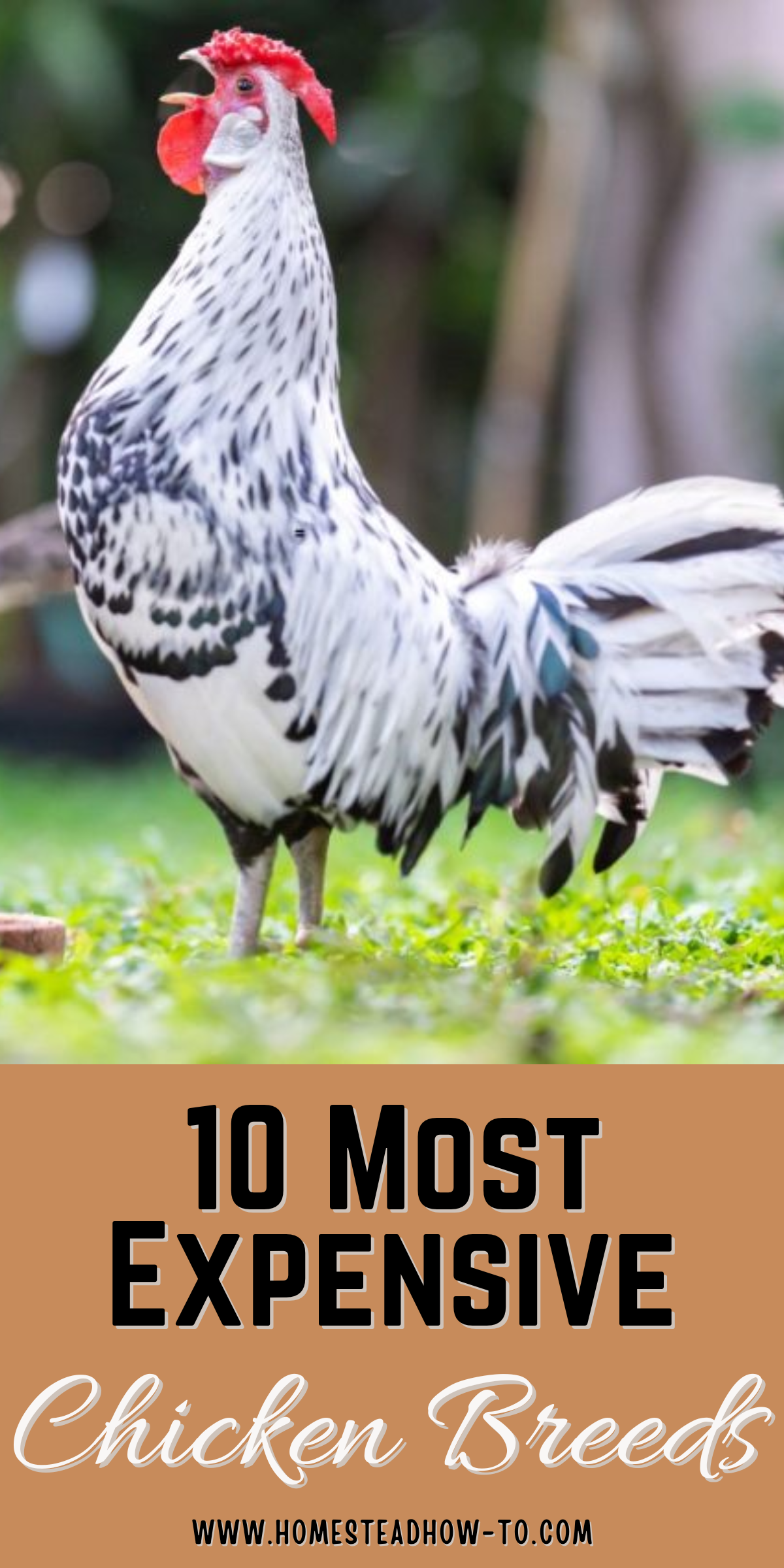 10 Most Expensive Chicken Breeds In The World