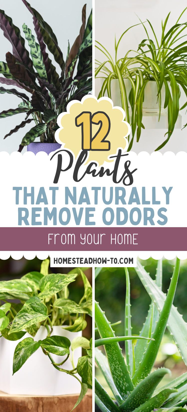 12 Plants That Naturally Remove Odors From Your Home
