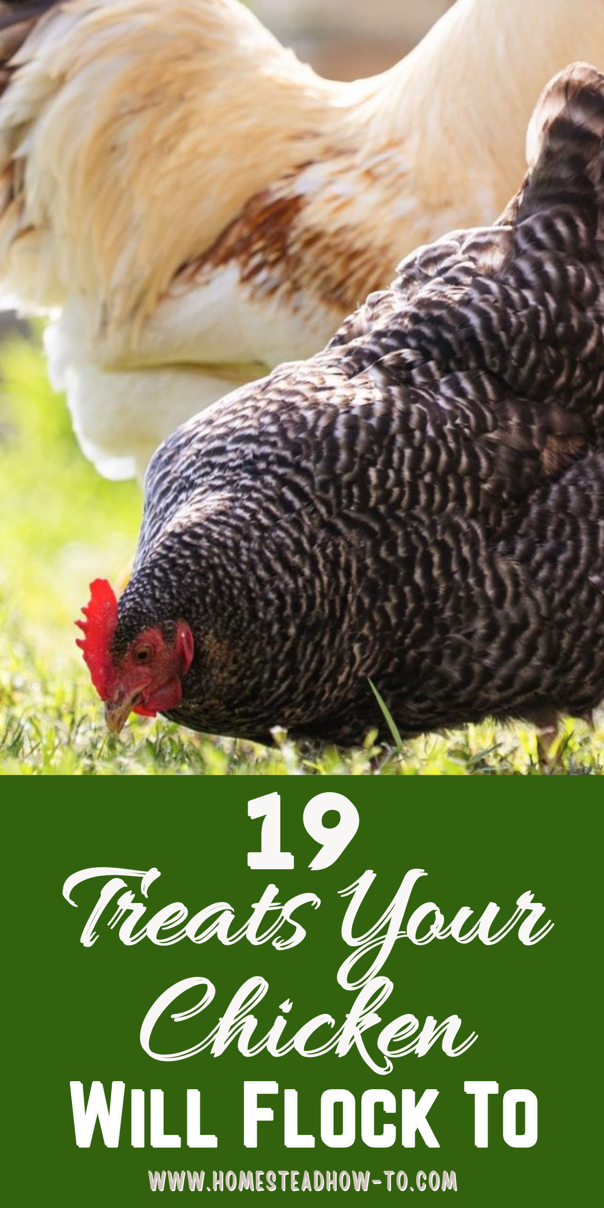19 Irresistible Treats Your Backyard Chickens Will Flock To