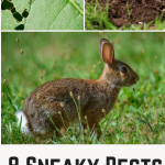 8 Sneaky Pests That Are Secretly Destroying Your Lawn And Garden
