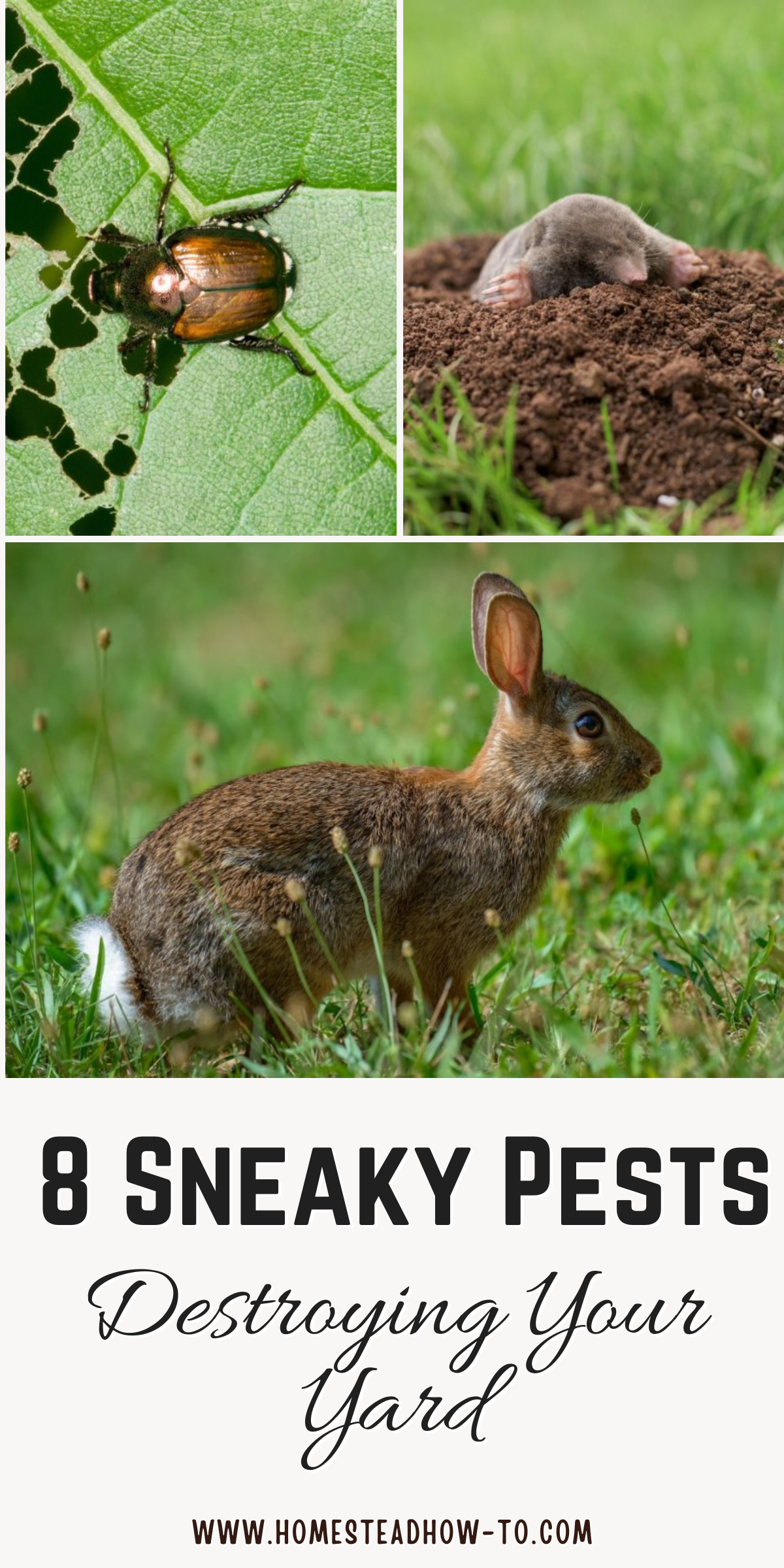 8 Sneaky Pests That Are Secretly Destroying Your Lawn And Garden