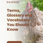 Backyard Chicken Terms, Glossary And Vocabulary You Should Know