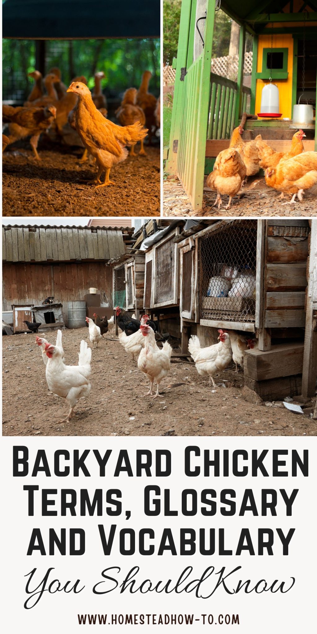 Backyard Chicken Terms, Glossary And Vocabulary You Should Know