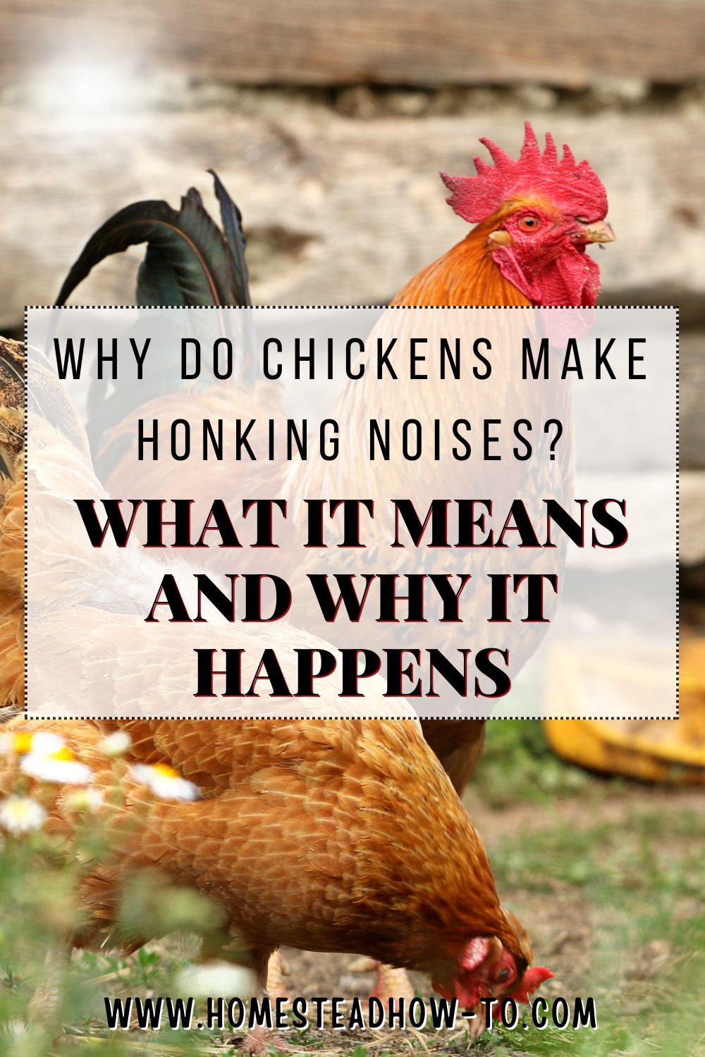 Why Do Chickens Make Honking Noises? What It Means And Why It Happens