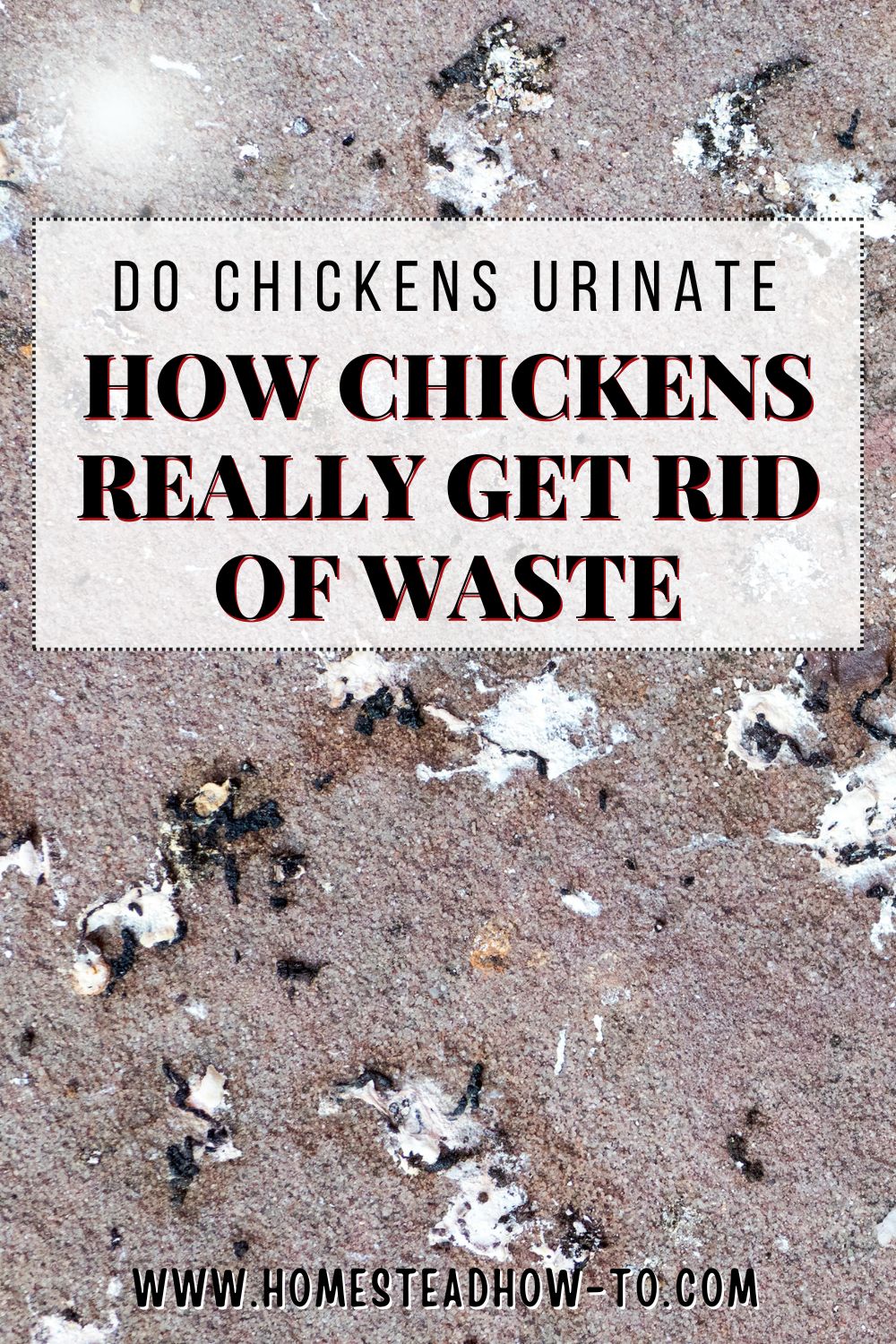 Do Chickens Urinate? How Chickens Really Get Rid Of Waste