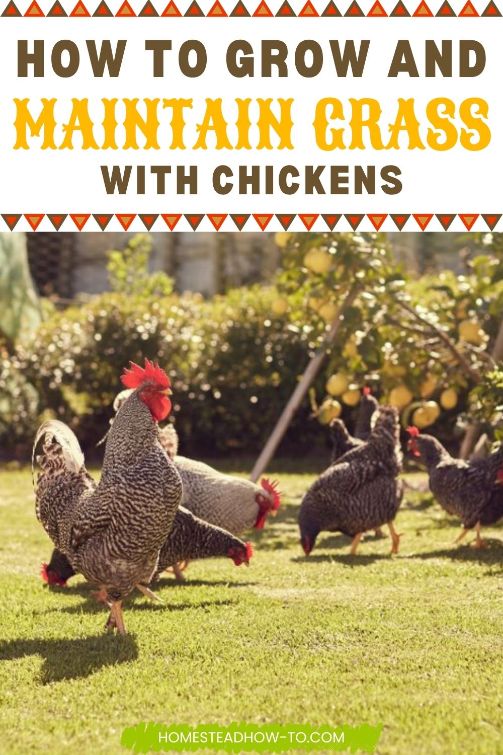 How To Grow And Maintain Grass With Chickens