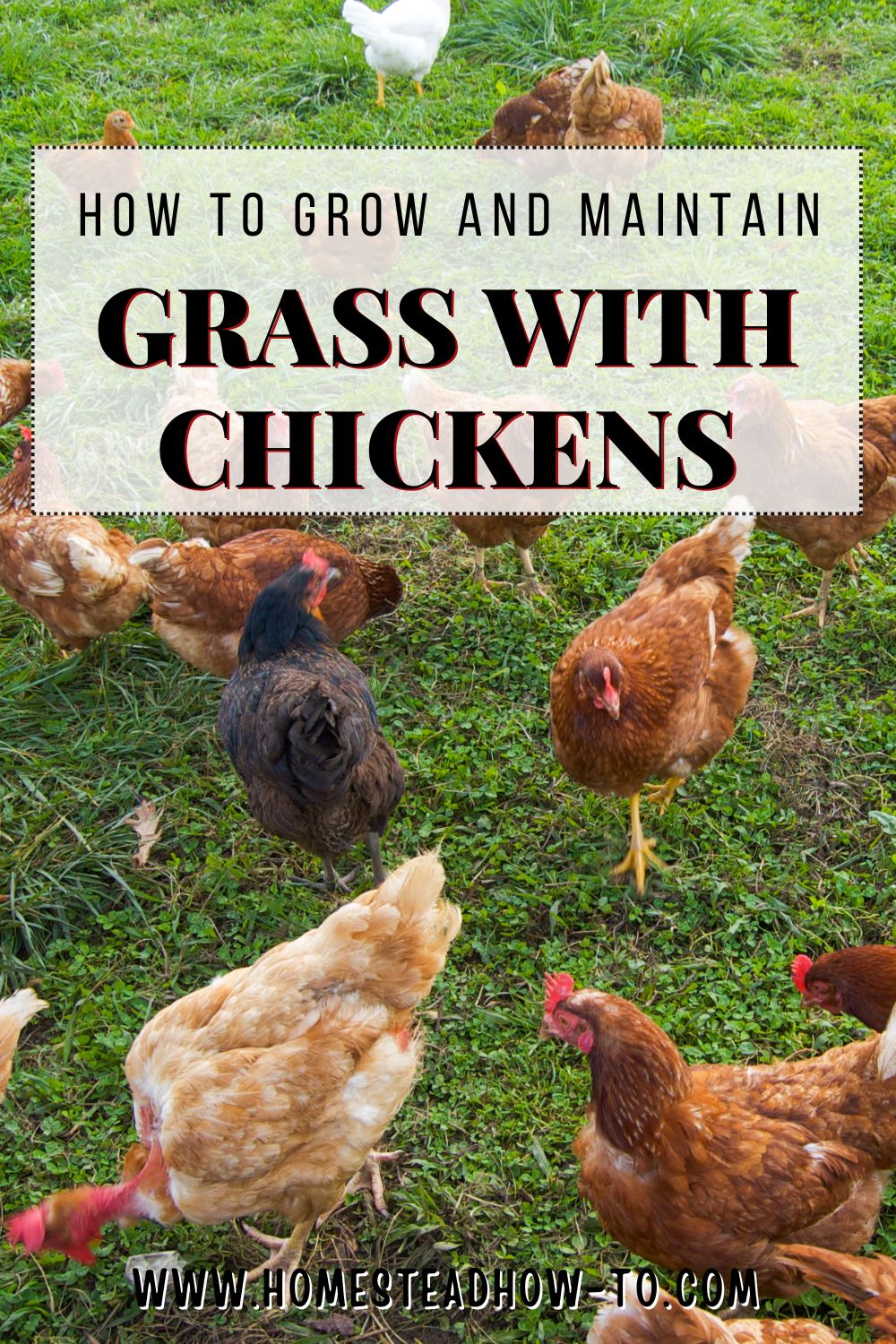 How To Grow And Maintain Grass With Chickens