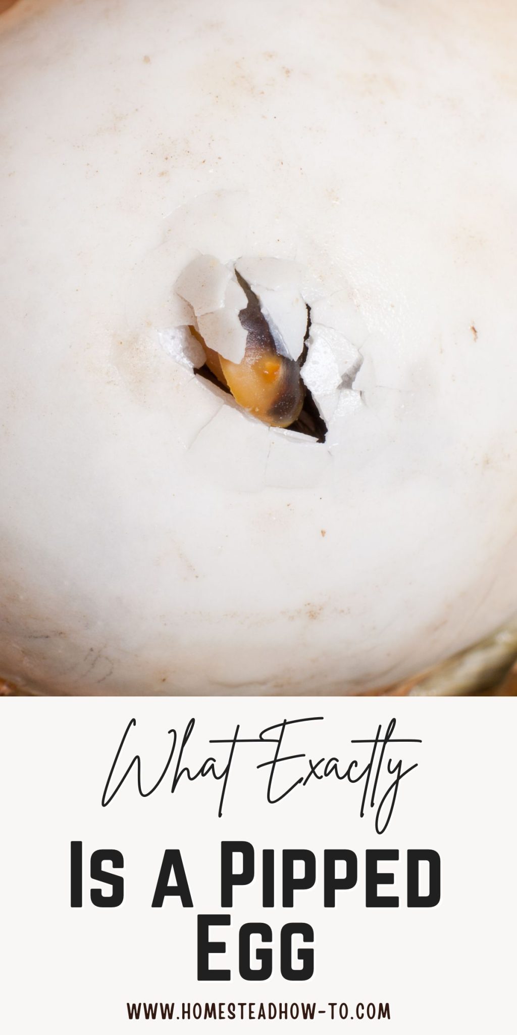 Pipped Eggs And Chick Hatching Process: Incubation Tips & Care