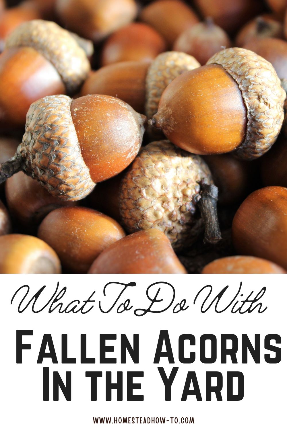 What To Do With Those Fallen Acorns In The Yard