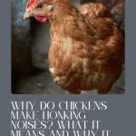 Why Do Chickens Make Honking Noises? What It Means And Why It Happens