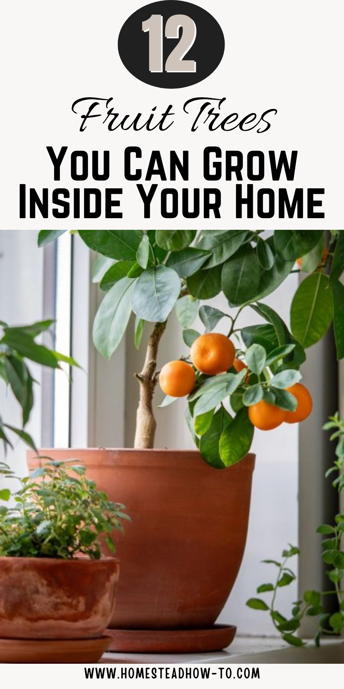 Yes, You Can Grow These 12 Fruit Trees Inside Your Home