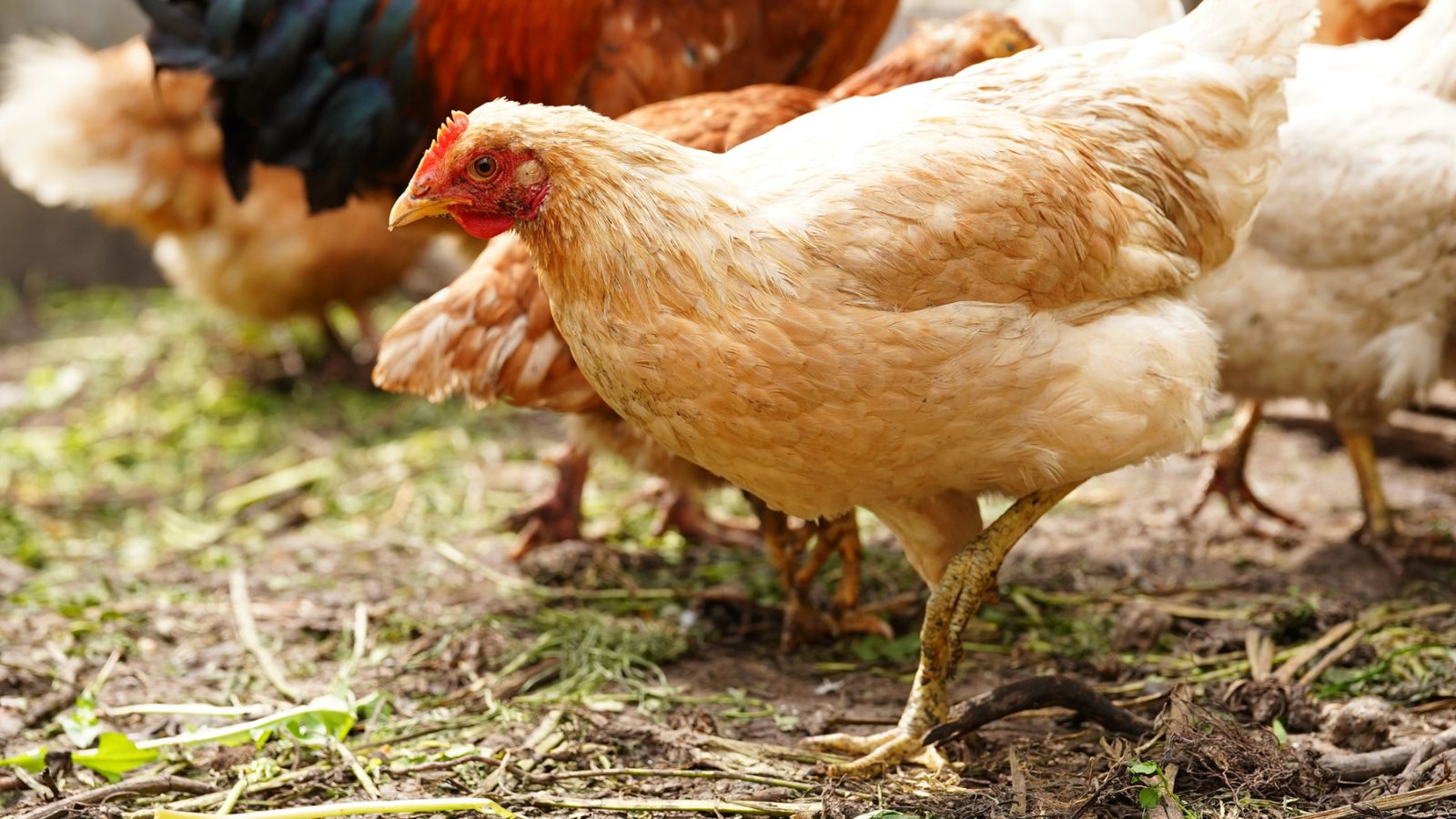 Why Is My Chicken Snoring? What Does It Mean When Chickens Snore?