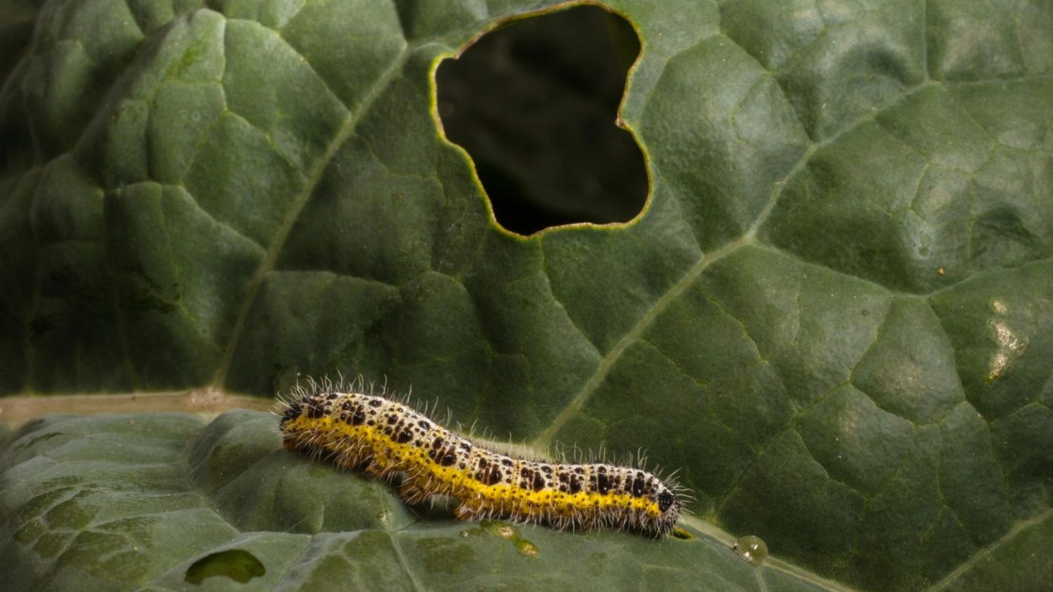 17 Effective Ways To Control Leaf-Footed Bugs In Your Garden