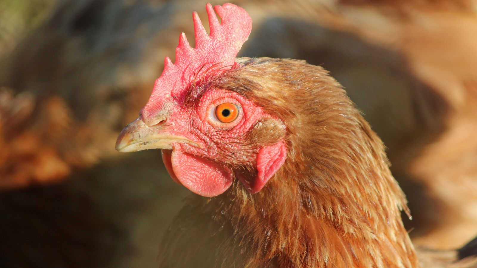 Why Is My Chicken Bleeding From Her Vent?