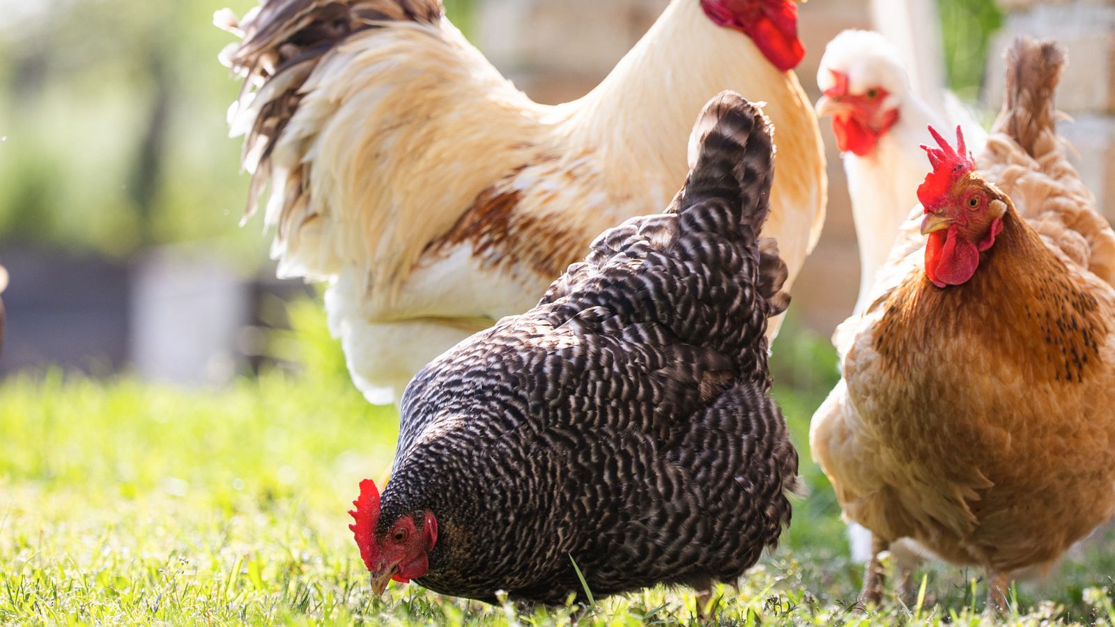 19 Irresistible Treats Your Backyard Chickens Will Flock To