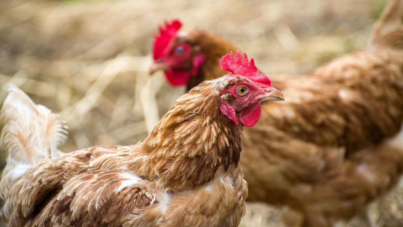 What’s That Cluck? 15 Chicken Sounds Every Keeper Should Recognize