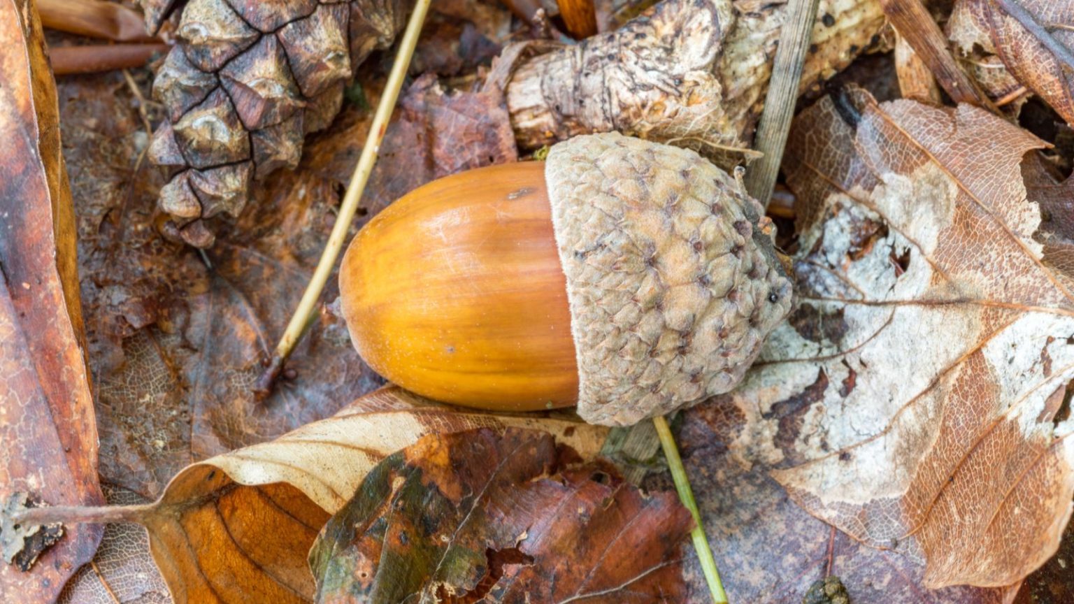 What To Do With Those Fallen Acorns In The Yard