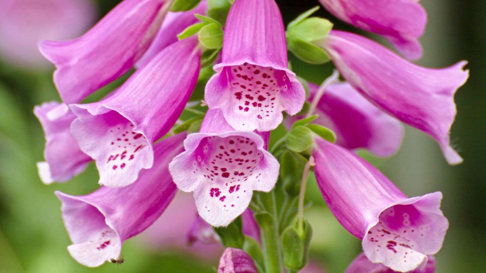14 Beautiful Bell Shaped Flowers For A Dreamy Garden