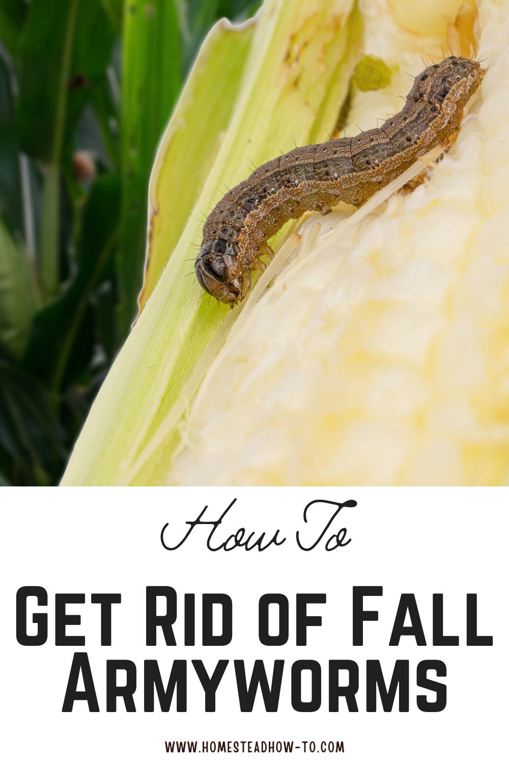 How To Get Rid Of Fall Armyworms