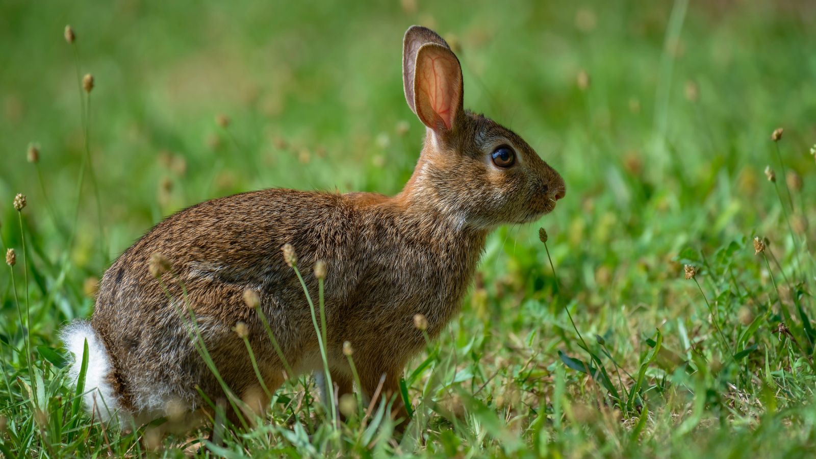 8 Sneaky Pests That Are Secretly Destroying Your Lawn And Garden