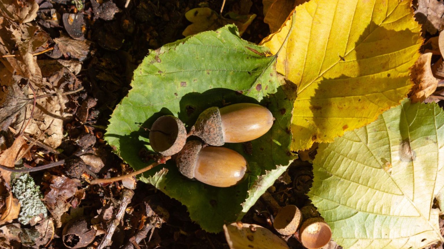 What To Do With Those Fallen Acorns In The Yard