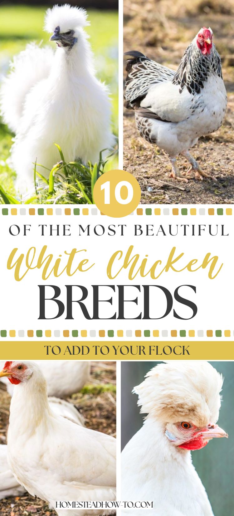13 Of The Most Beautiful White Chicken Breeds To Add To Your Flock
