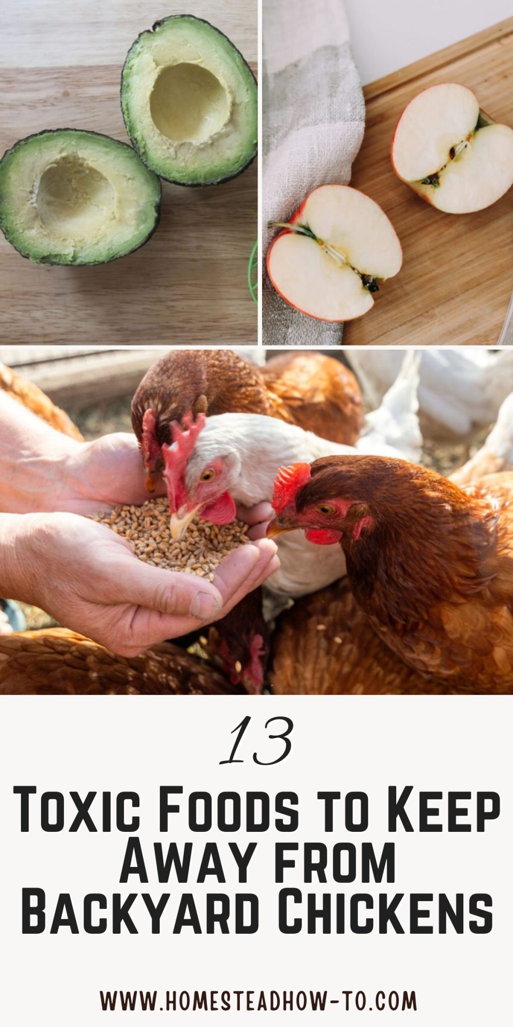 13 Toxic Foods You Must Keep Away From Your Backyard Chickens