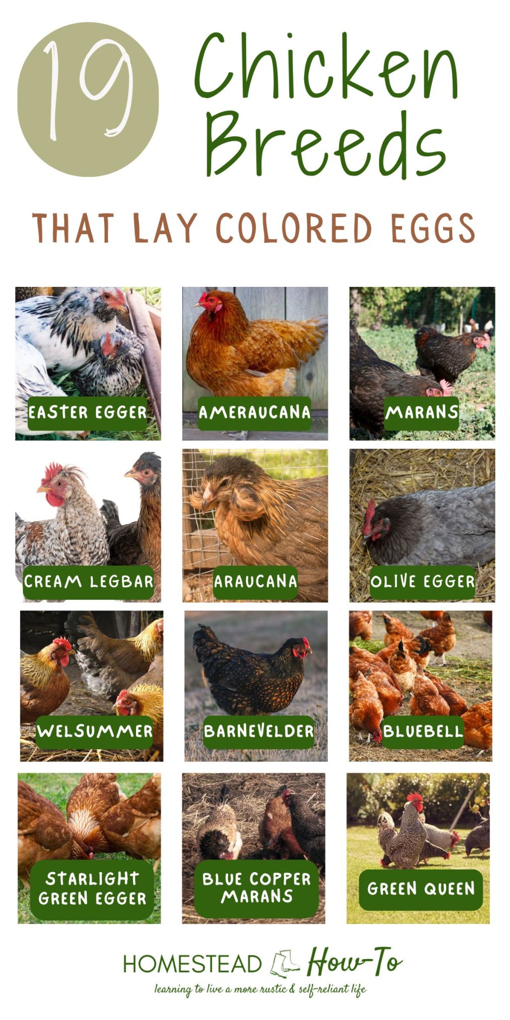 19 Chicken Breeds With The Most Beautiful Egg Colors