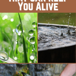 20 Hidden Water Sources That Can Keep You Alive In An Emergency