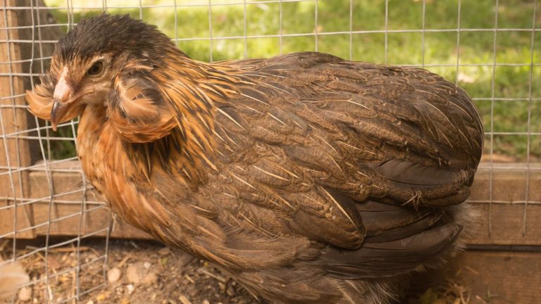 19 Chicken Breeds With The Most Beautiful Egg Colors