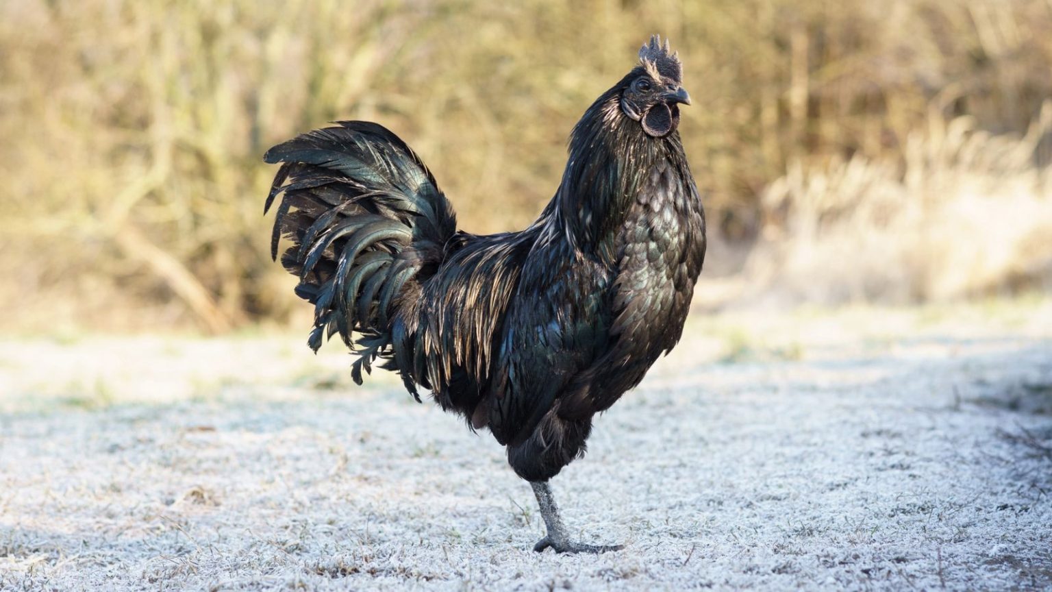 10 Most Expensive Chicken Breeds In The World