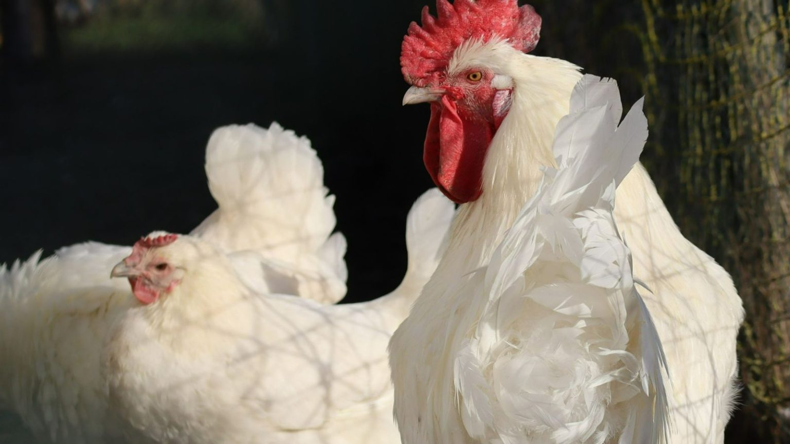 10 Most Expensive Chicken Breeds In The World