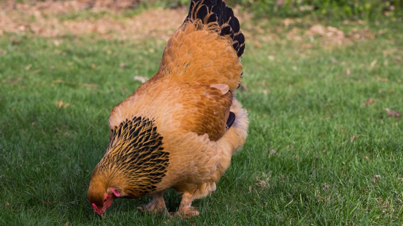 21 Golden Breeds Of Chicken For Your Backyard Coop