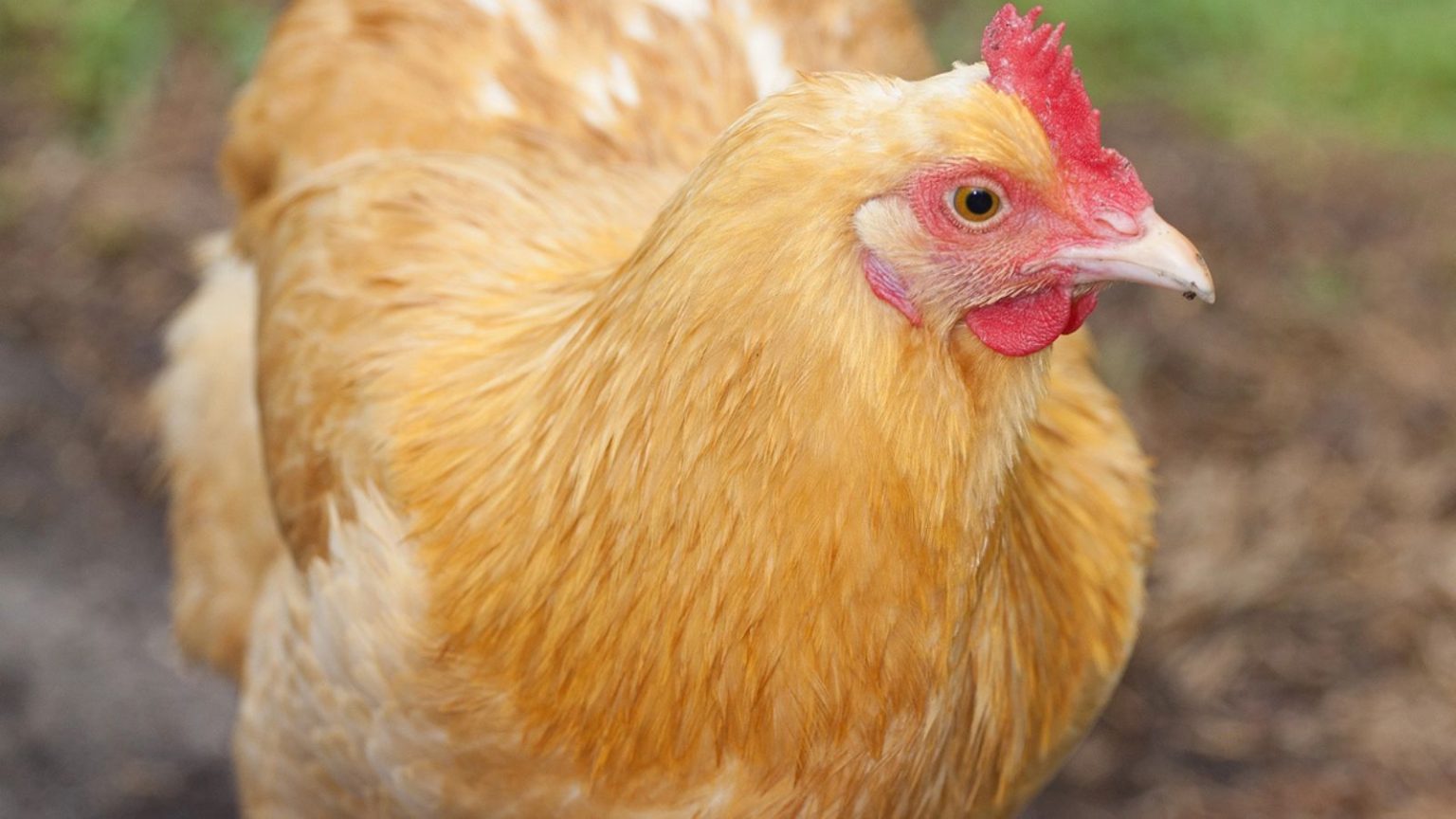 21 Golden Breeds Of Chicken For Your Backyard Coop