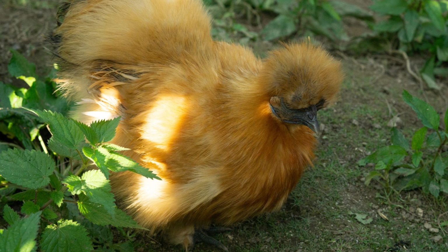 21 Golden Breeds Of Chicken For Your Backyard Coop